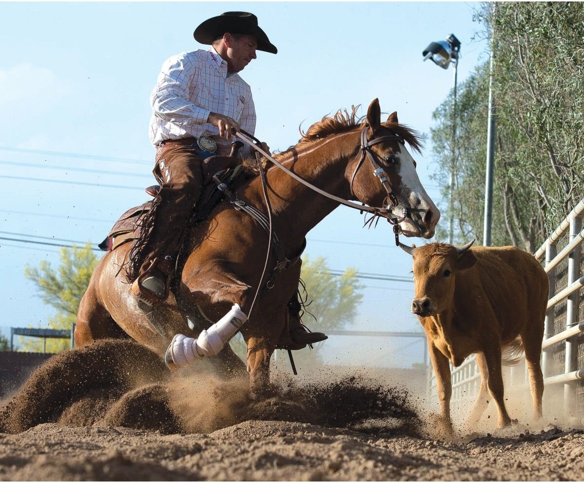 WEAVER EQUINE Prodigy Athletic Horse Boots, Medium, White - Chewy.com