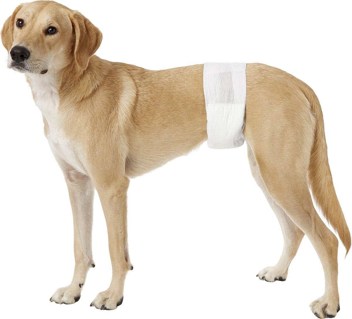 WEE-WEE Disposable Male Dog Wraps, Medium/Large: 23 to 31-in waist, 24 ...