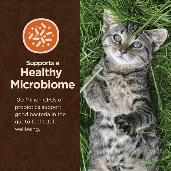 WELLNESS CORE Digestive Health Wholesome Grains Chicken & Rice Recipe ...