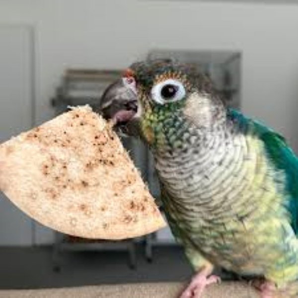 WESCO PET Parrot Chips Bird Chew Toy - Chewy.com