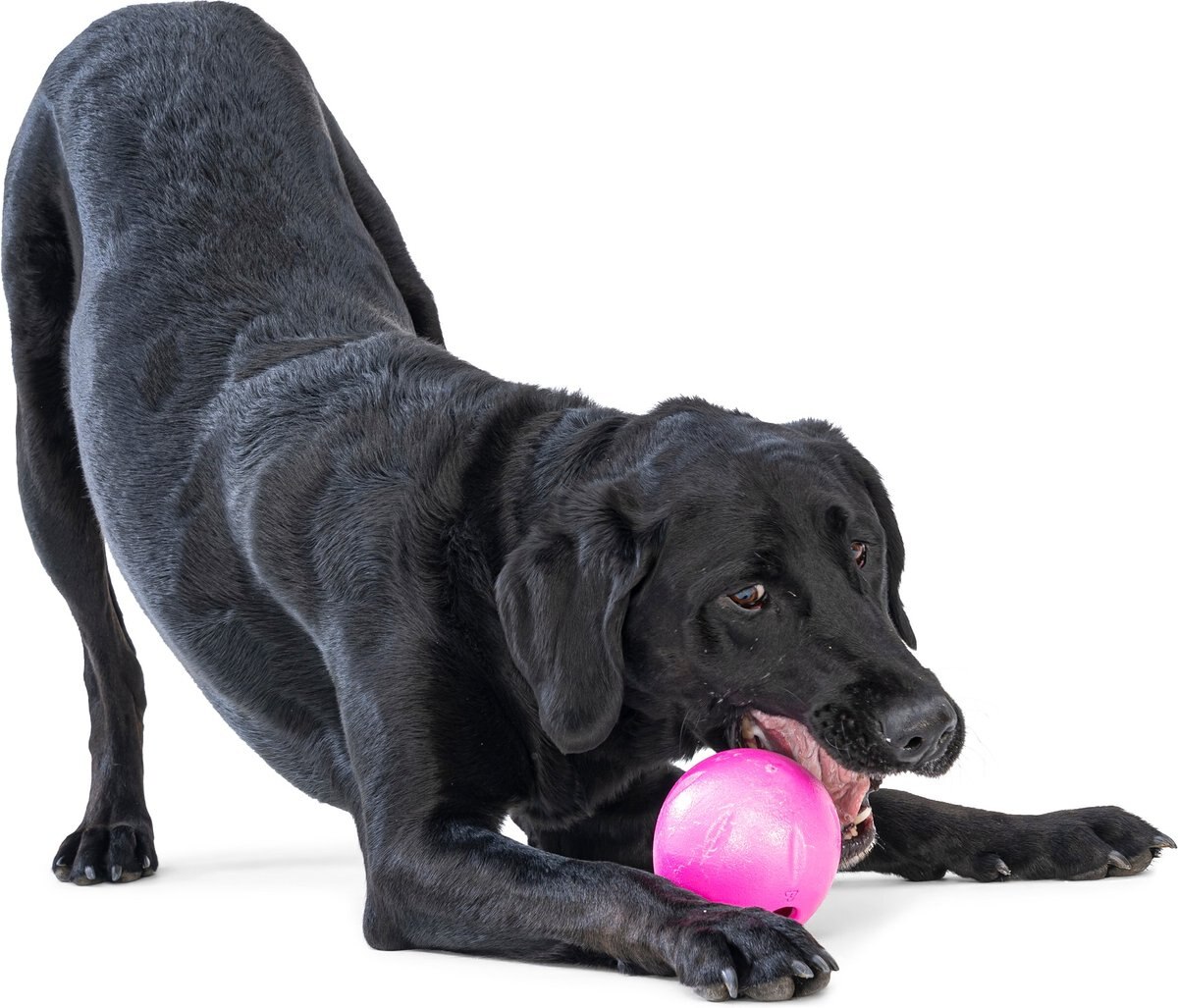 WEST PAW Rumbl Bouncy Ball Dog Toy, Hot Pink, Large - Chewy.com