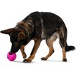 WEST PAW Rumbl Bouncy Ball Dog Toy, Hot Pink, Large - Chewy.com