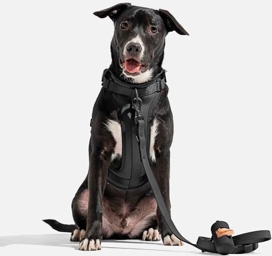 WILD ONE Adjustable Cushioned Dog Harness, Black, Large - Chewy.com