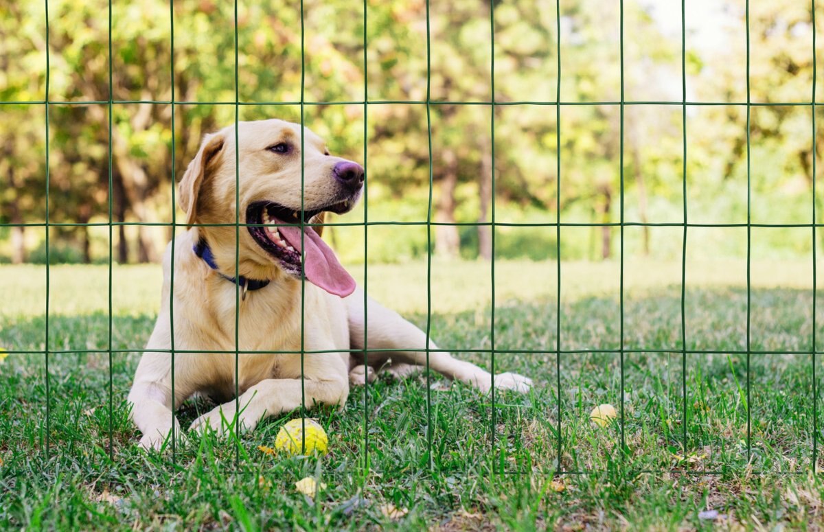 YARDGARD Welded Wire Vinyl 16-Gauge 2x4" Mesh Fence, Green, 48-in x 50 ...