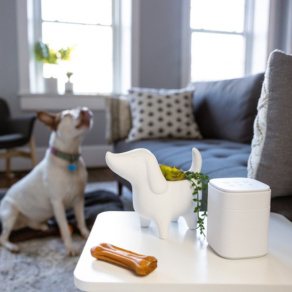 YOGASLEEP Pawzz Home Dog Sound Machine, White - Chewy.com