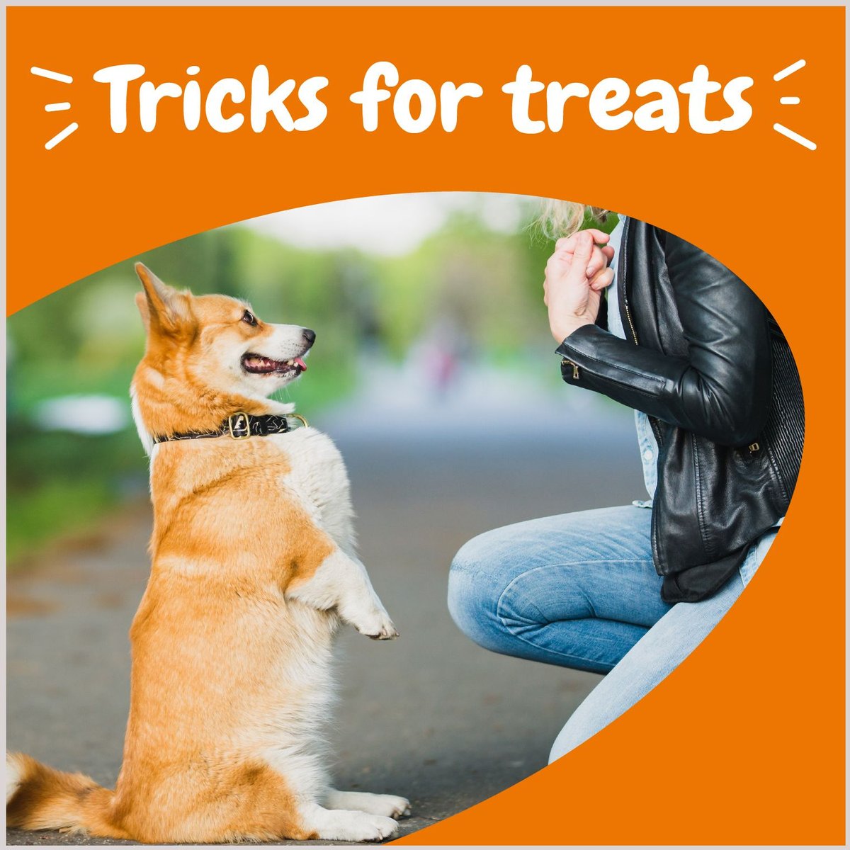 ZESTY PAWS All-in-One Bacon Flavored Soft & Chewy Training Bites ...