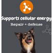 ZESTY PAWS Healthy Aging NAD+ Precursor Cellular Energy, Brain & Heart ...