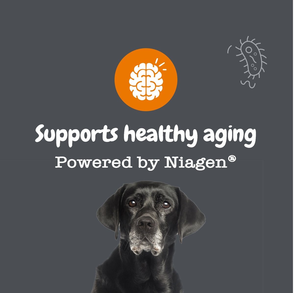 ZESTY PAWS Healthy Aging NAD+ Precursor Cellular Energy, Brain & Heart ...
