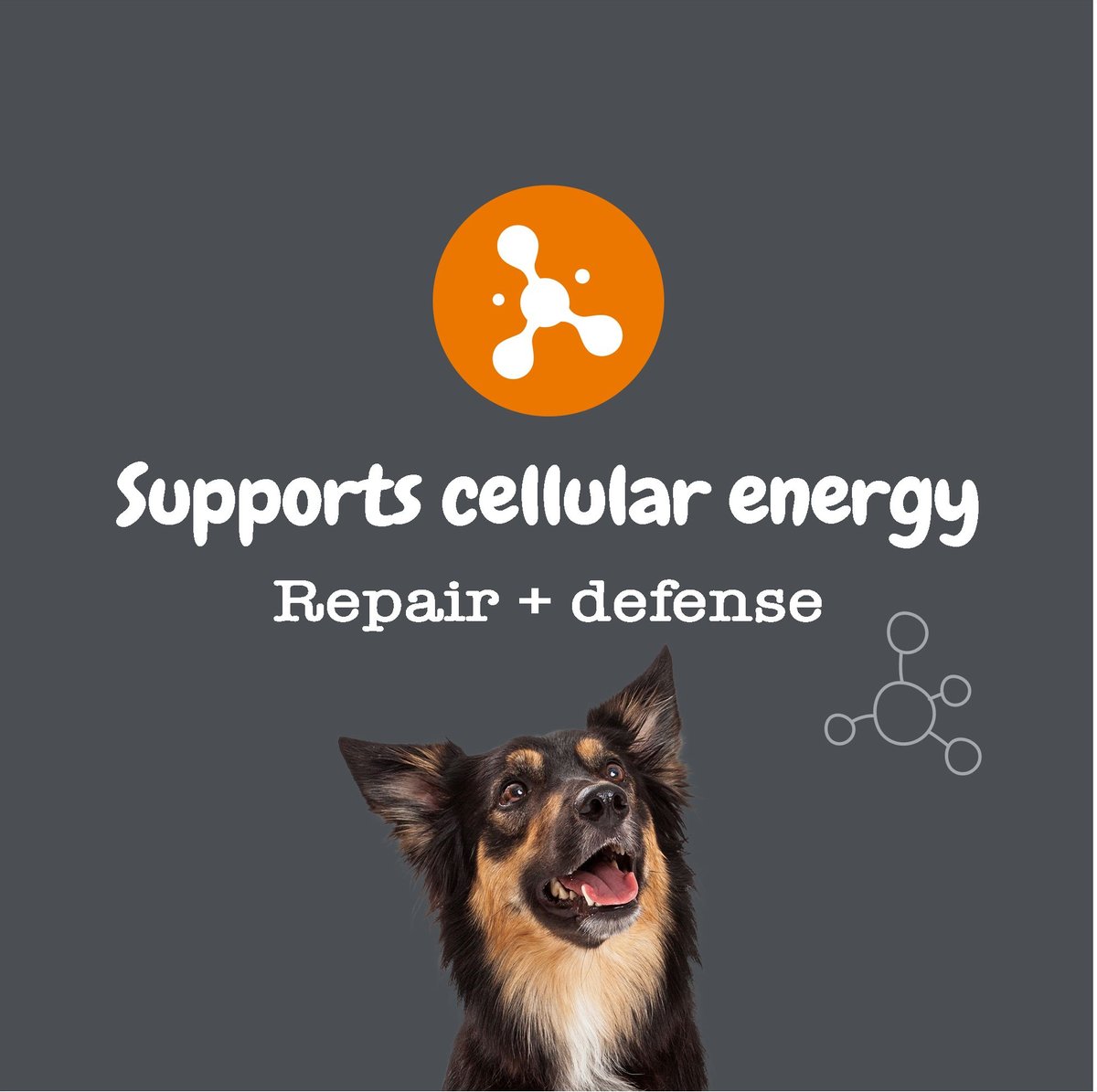 ZESTY PAWS Healthy Aging NAD+ Precursor Cellular Energy, Brain & Heart ...