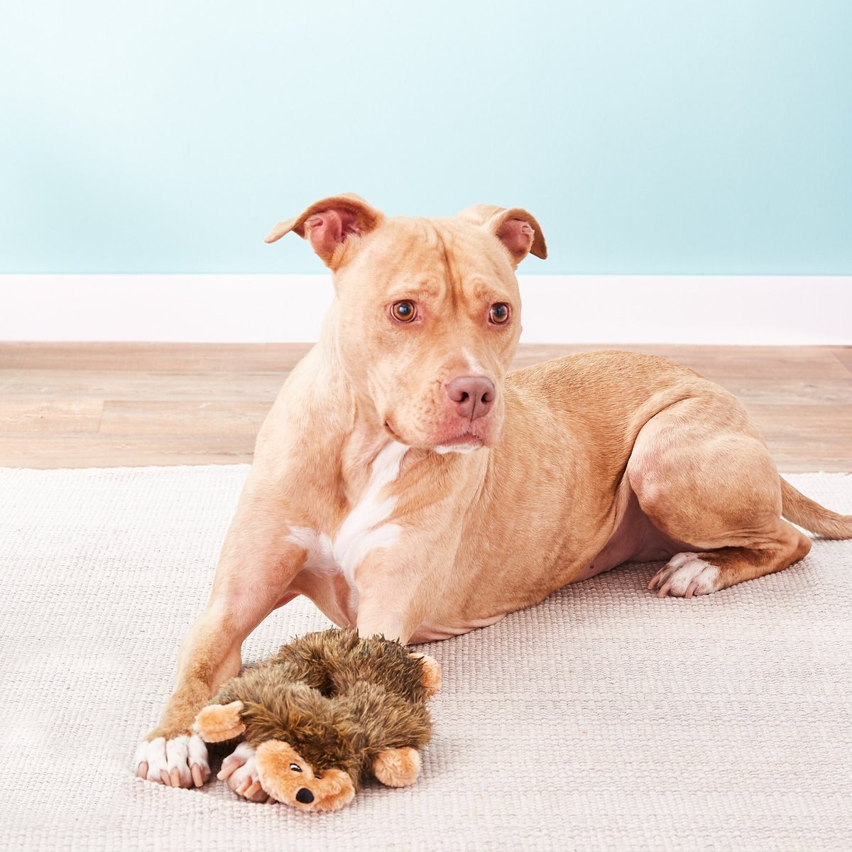 ZIPPYPAWS Loopy Hedgehog 6 Squeaker Plush Dog Toy - Chewy.com