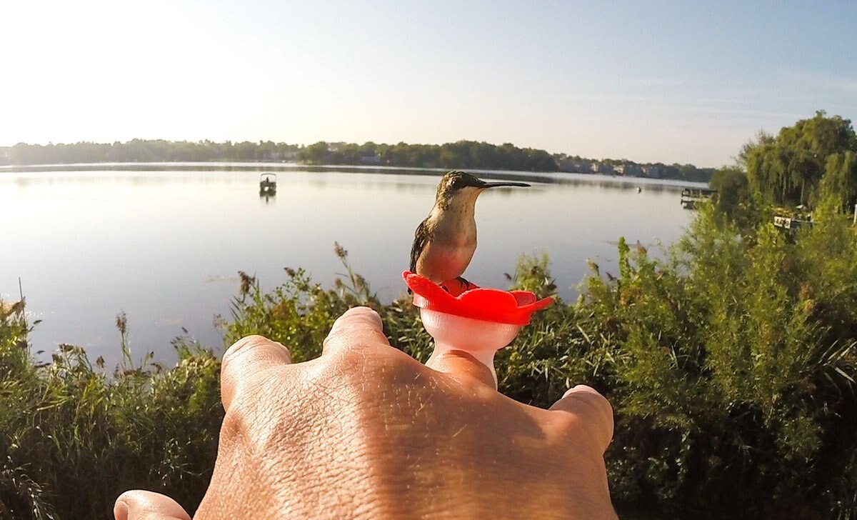 ZUMMR Hummingbird Ring Bird Feeder, 2 count - Chewy.com