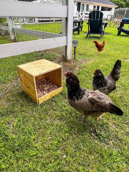 ZYLINA Best Rest Single Nesting Box - Chewy.com