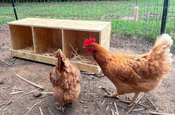 ZYLINA Best Rest Triple Nesting Box - Chewy.com