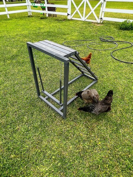 ZYLINA Play-N-Roost Roosting Ladder & Swing Bird Toy - Chewy.com