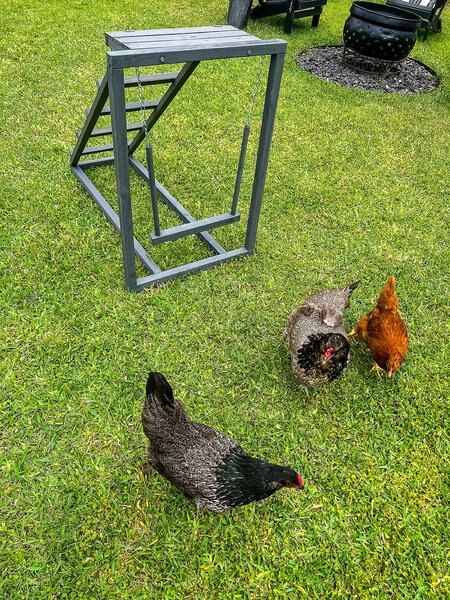 ZYLINA Play-N-Roost Roosting Ladder & Swing Bird Toy - Chewy.com