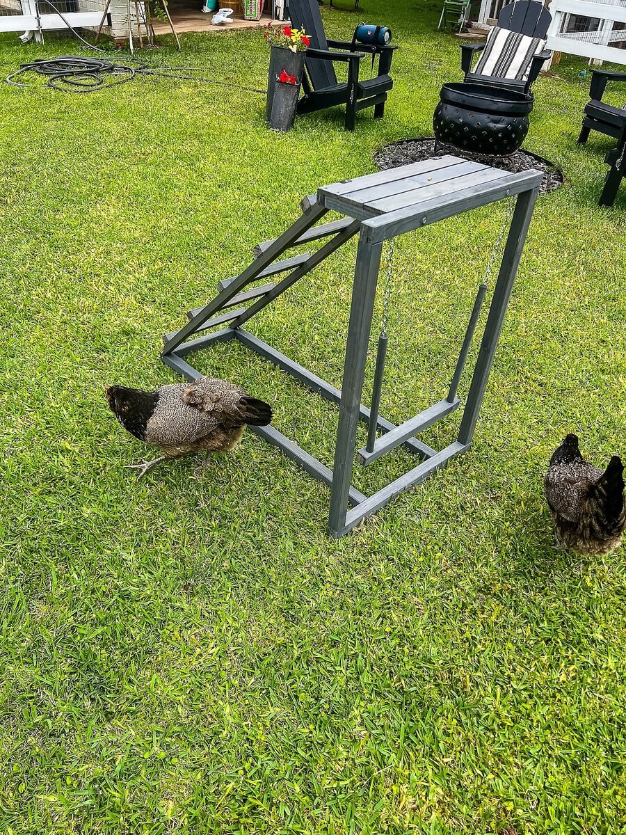 ZYLINA Play-N-Roost Roosting Ladder & Swing Bird Toy - Chewy.com