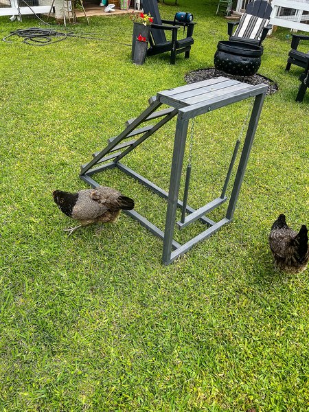 ZYLINA Play-N-Roost Roosting Ladder & Swing Bird Toy - Chewy.com