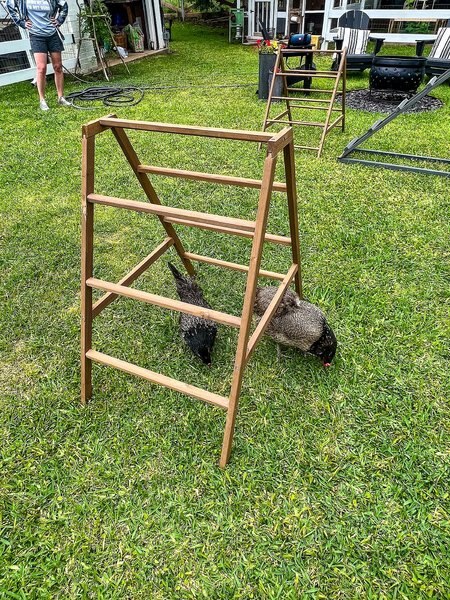 Out of Stock - ZYLINA Play-N-Roost Roosting Ladder - Chewy.com