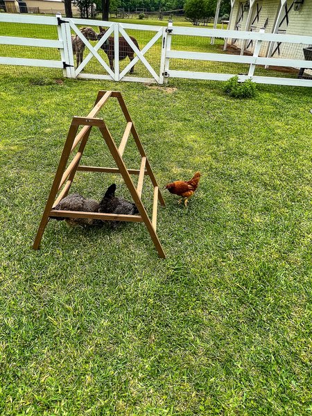 Out of Stock - ZYLINA Play-N-Roost Roosting Ladder - Chewy.com