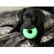 GOUGHNUTS Ring Dog Toy, Green, Original - Chewy.com