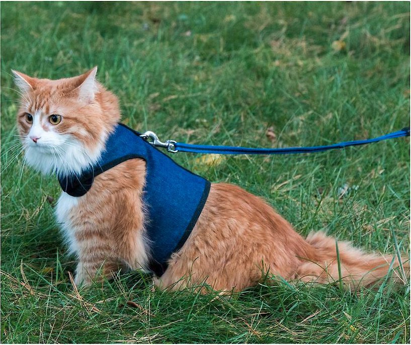 KITTY HOLSTER Cat Harness, Denim Blue, Medium/Large - Chewy.com