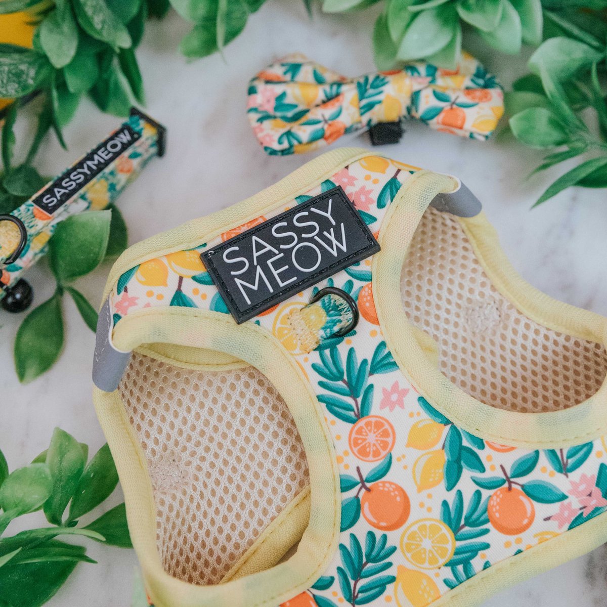 SASSY WOOF Zest Friends Cat Harness, X-Small - Chewy.com