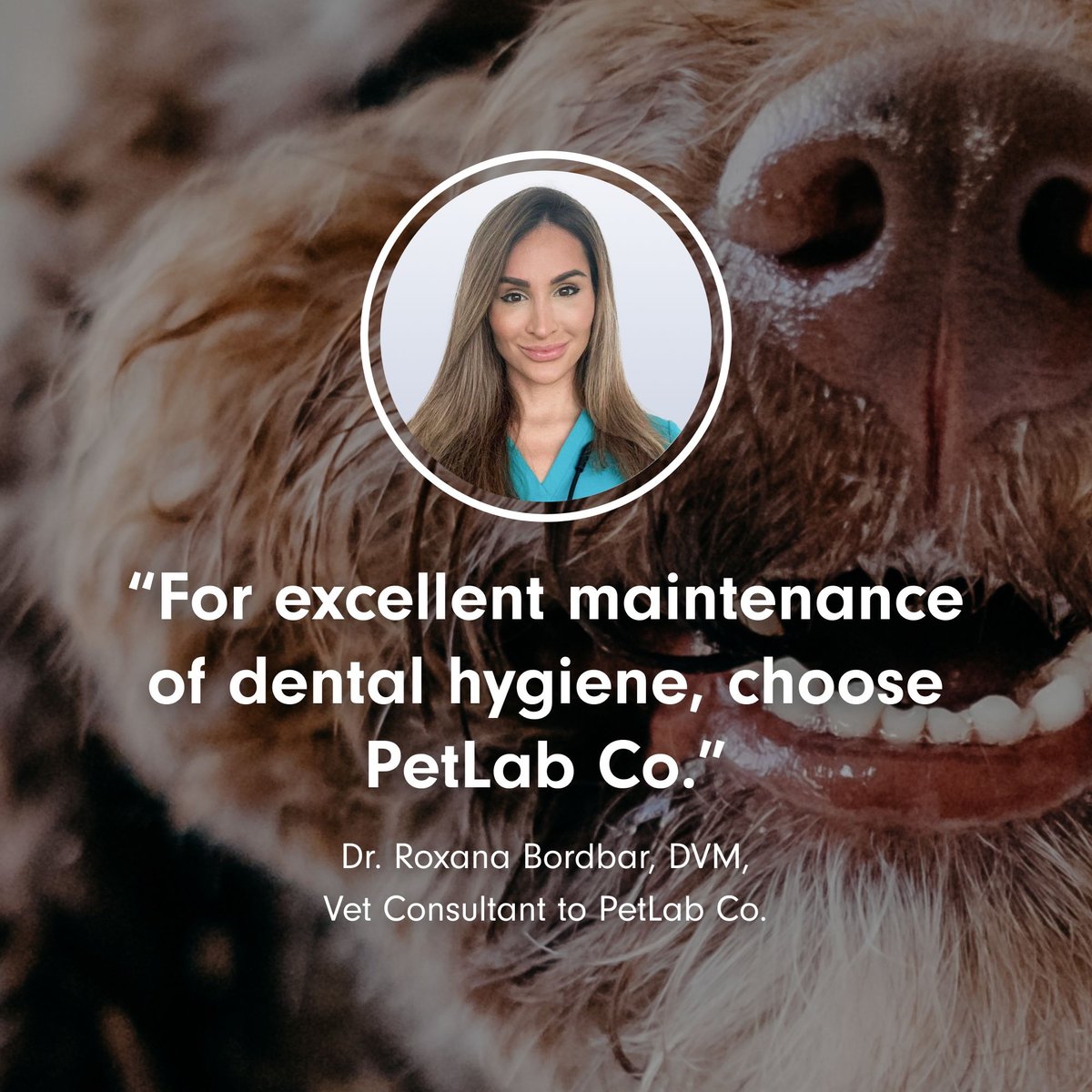 PETLAB CO. ProBright Dog Dental Powder for Large Dogs - Chewy.com