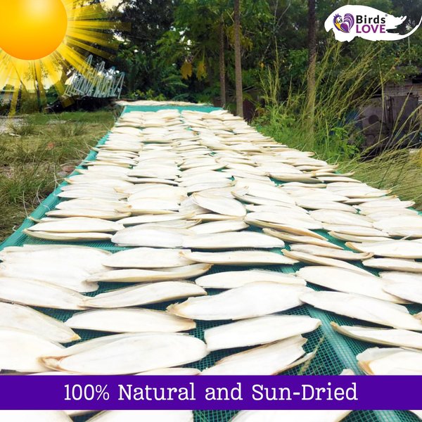 BIRDS LOVE Cuttlebone Calcium Block Supplement for Birds, Tortoise ...