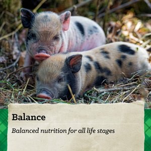 10 Best Feeds for Pigs & Hogs 2025: According to Reviews | Chewy