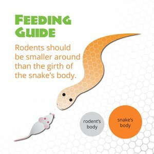 10 Best Foods for Lizards 2024: According to Reviews | Chewy