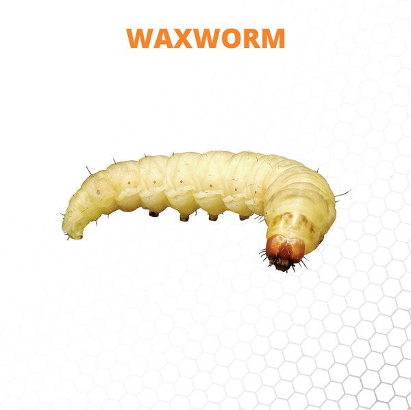 MACK'S NATURAL REPTILE FOOD Waxworm Live Feed Reptile Food, 25 count ...