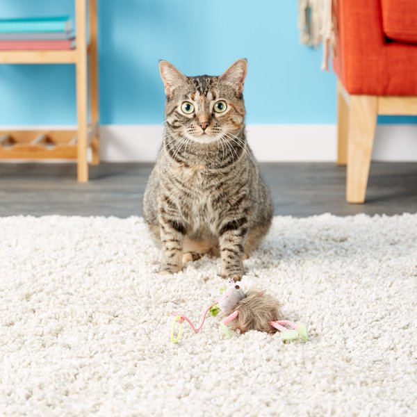 SMARTYKAT Bouncy Mouse Interactive Teaser Cat Toy, Color Varies - Chewy.com