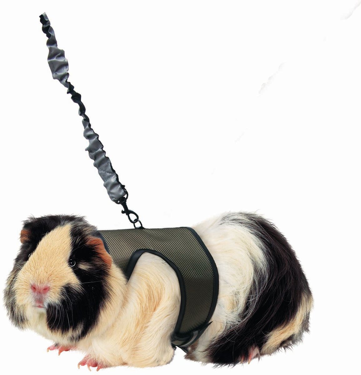 KAYTEE Small Animal Harness & Stretchy Leash, Large - Chewy.com