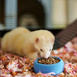 10 Best Ferret Foods 2025: According to Reviews | Chewy