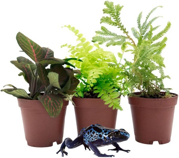 REPTIFAUNA Dart Frog 2-in Pot Reptile Plant, 3 count - Chewy.com