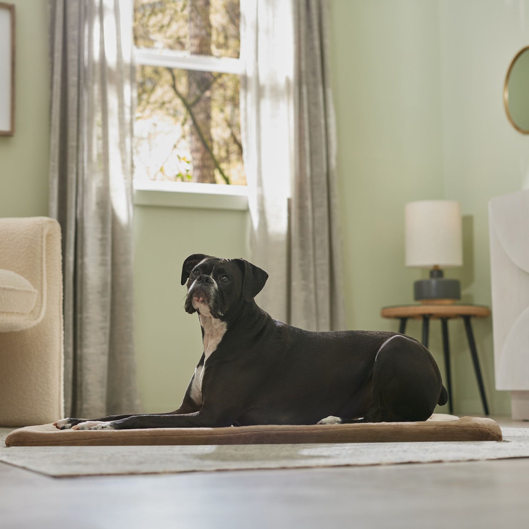 FRISCO Micro Terry Dog Crate Mat, Taupe, 42-in - Chewy.com