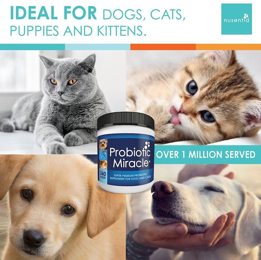 NUSENTIA Probiotic Miracle Premium Blend Dog & Cat Supplement, 44g jar ...