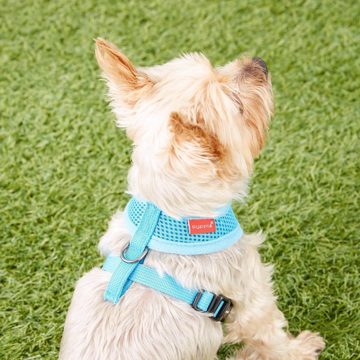 Out of Stock - PUPPIA Polyester Back Clip Dog Harness, Sky Blue, X ...