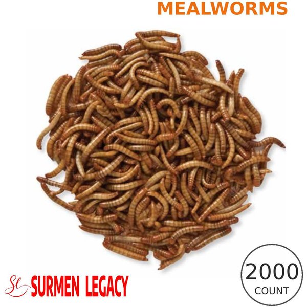 EXOTIC NUTRITION Live Mealworms Reptile Food, Giant, 250 count - Chewy.com