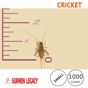 SURMEN LEGACY Gutloaded Banded Crickets Live Feed Reptile Food, 1/4-in ...