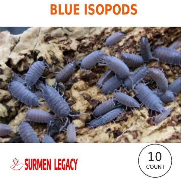 Out of Stock - SURMEN LEGACY Powder Blue Isopods Live Feed Reptile Food ...