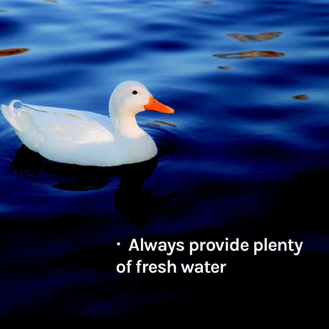 NEW COUNTRY ORGANICS Layer Duck Feed, 40-lb bag - Chewy.com