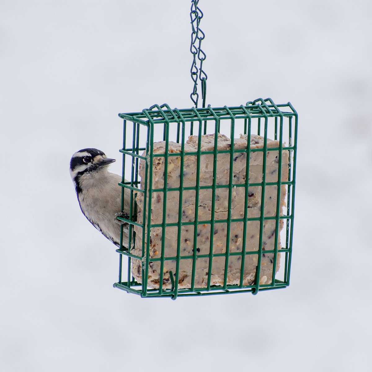 C&S Ez Fill Suet Basket Wild Bird Feeder - Chewy.com