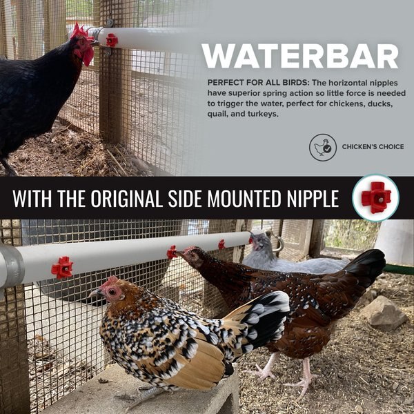 Discontinued - CAROLINA COOPS Poultry Water System - Chewy.com