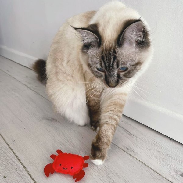 Discontinued - BECO PETS Crab Cat Plush Toy with Catnip, Red - Chewy.com