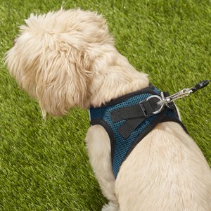10 Best Back Clip Dog Harnesses 2024: According to Reviews | Chewy