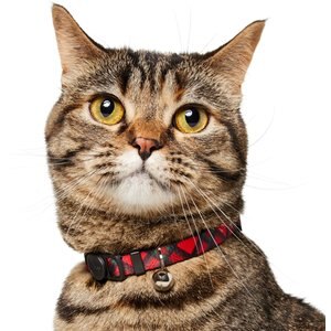 10 Best Breakaway Cat Collars 2025: According to Reviews | Chewy