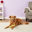 GOUGHNUTS Stick Dog Toy, Yellow, Original - Chewy.com