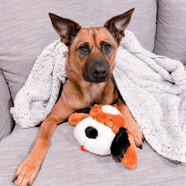 SNUGGLE PUPPY Original Snuggle Puppy Plush Dog Behavioral Aid Anxiety ...