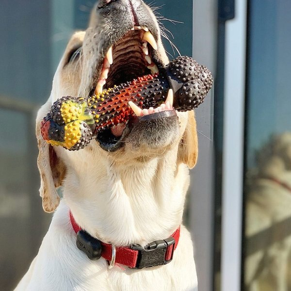 NYLABONE Flavor Frenzy Strong Chew Toy Dog Toy Bacon & Cheeseburger ...